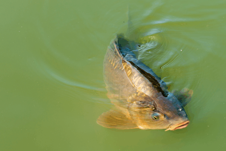 England | Fish kill incident costs Worcestershire firm over £1 million